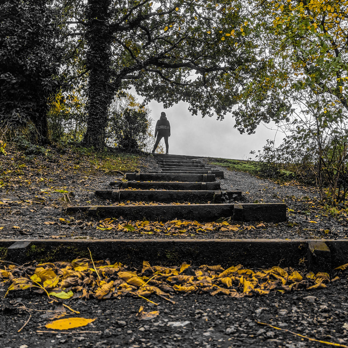 Japanese Water Gardens Silhouette - Darren Welch